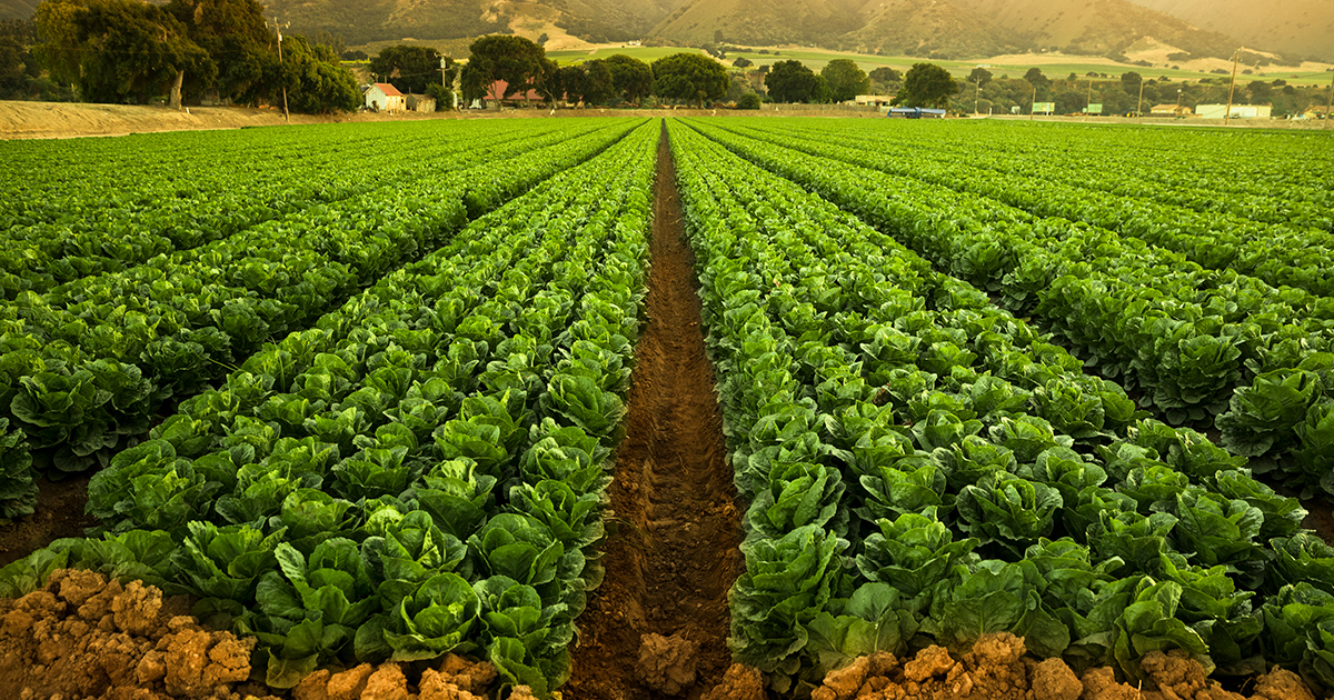 AgMaster Report - 10/16/2025 - Market InsightsMarket Insights